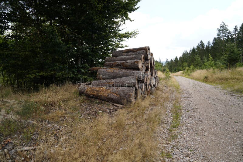 Firewood Cut in the Forest and Stored Stock Image - Image of stack ...