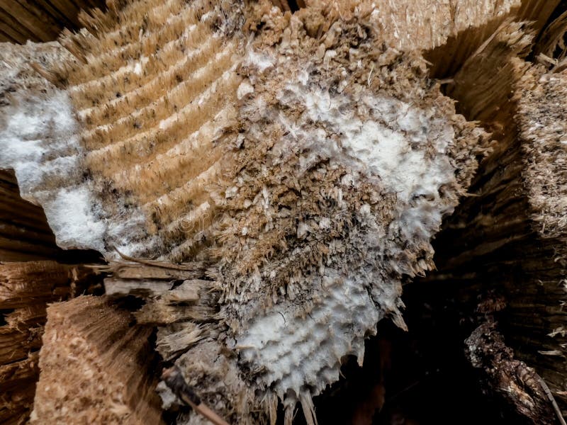 Firewood Cut, Split into Pieces and Stacked Stock Image - Image of burn ...