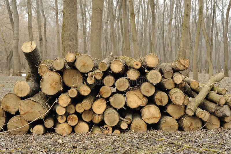 Firewood in the forest. stock image. Image of rough, lumber - 23825925