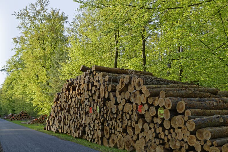 Firewood stock photo. Image of wooden, forest, lumber - 72333430