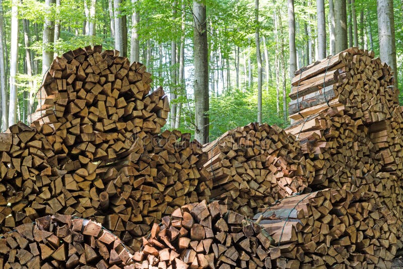Firewood in forest stock photo. Image of horizontal, forest - 42821924