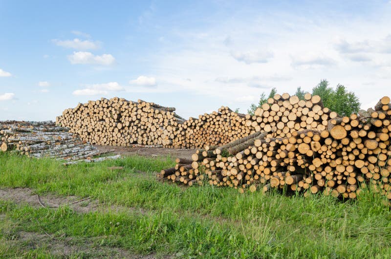 Stack of Wood Fuel by Forest Road Stock Photo - Image of logging ...