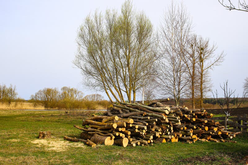 Firewood for Heating. the Tree is a Solid Massif. Trunks of Various ...