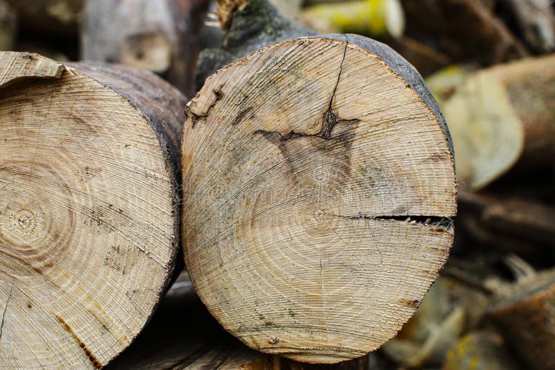 Firewood for Heating. the Tree is a Solid Massif. Trunks of Various ...