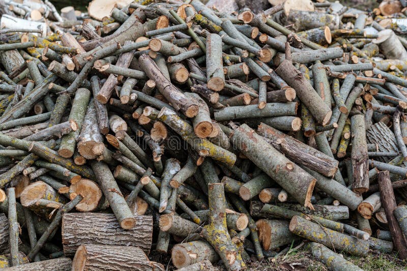 Firewood Log Texture in Nature Stock Photo - Image of ecology, outdoors ...