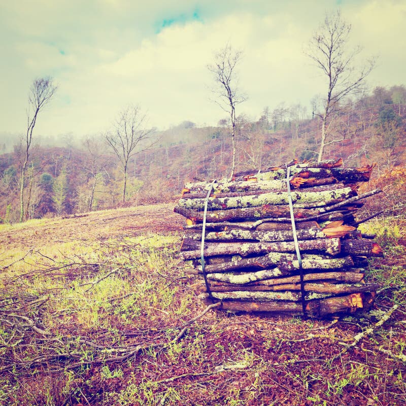 Firewood stock image. Image of moss, field, firewood - 40214255