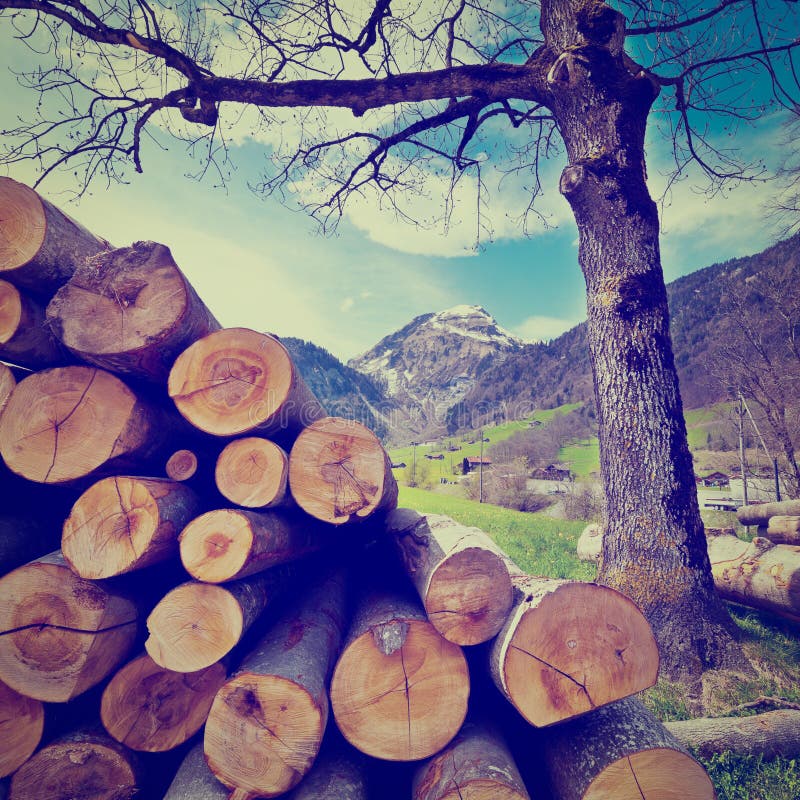 Firewood stock photo. Image of beam, bark, meadow, landscape - 39976066