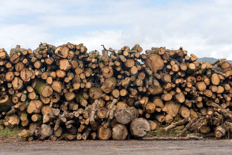 Sawn Trees. Wooden Logs Stacked. Timber Stacked in the Forest Stock ...