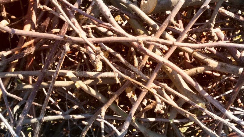 TEXTURE COLLECTION. Tree.Textures,wooden Background.old Wood Stock ...