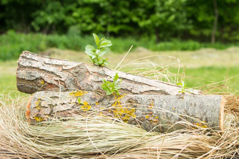 The Willow Has Sprouted. a Small Willow Sprout from Seals. Green Willow ...