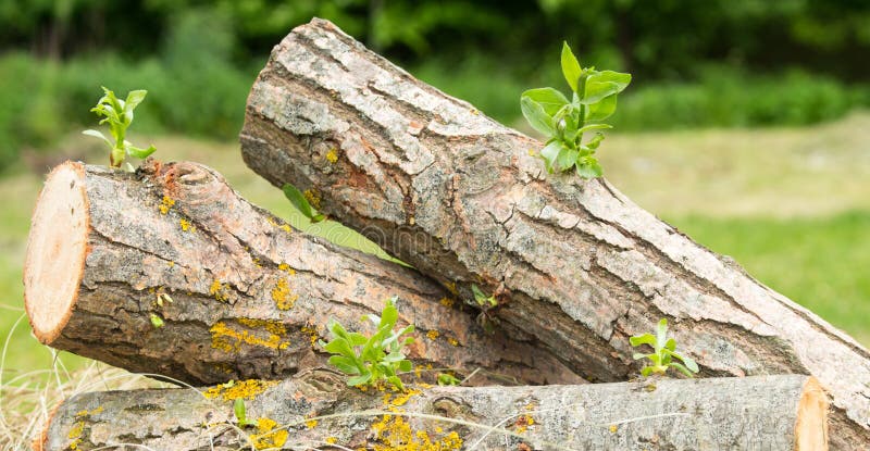The Willow Has Sprouted. a Small Willow Sprout from Seals. Green Willow ...