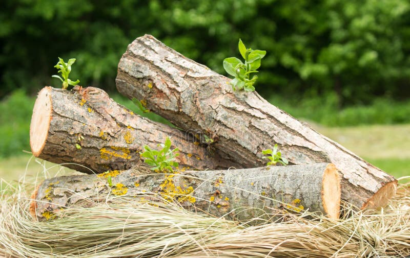 The Willow Has Sprouted. a Small Willow Sprout from Seals. Green Willow ...