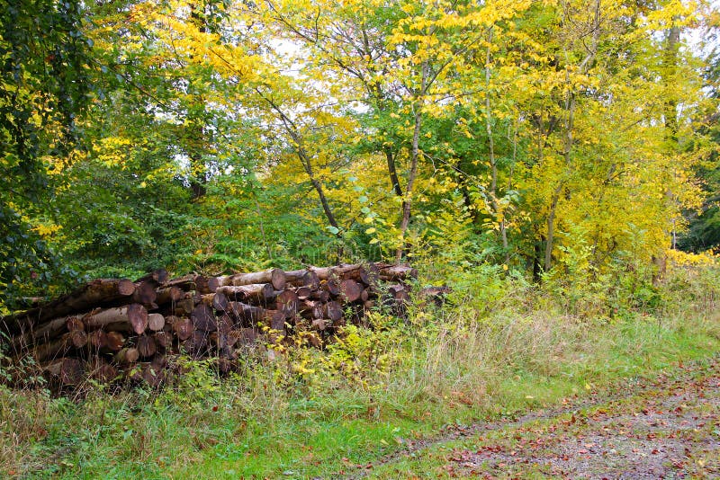 Firewood Stack Dressed in Autumn Colors Stock Image - Image of brown ...