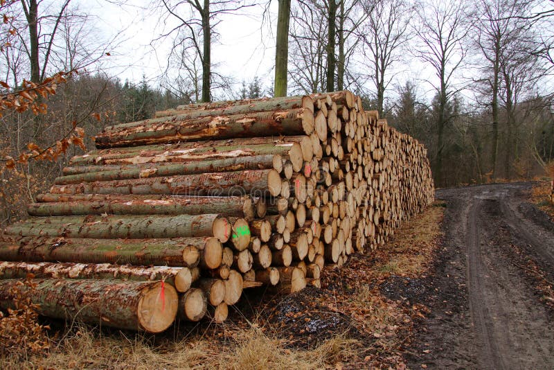 Firewood Stack of Freshly Felled Trees Stock Photo - Image of sign ...