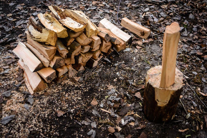 Firewood Stacked for Bonfire Stock Photo - Image of wooden, environment ...