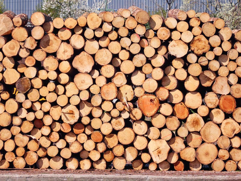 Pile of Wood Logs. Tree Different Formats Stock Photo - Image of ... Pile of Wood Logs. Tree Different Formats Stock Photo - Image of ...