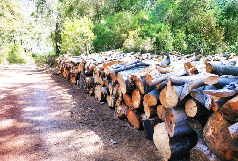 A Firewood Storage in the Forest Stock Photo - Image of nature, boards ...