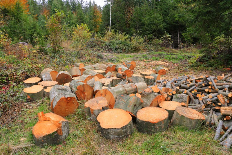 Firewood store in forest stock photo. Image of pile - 235508072