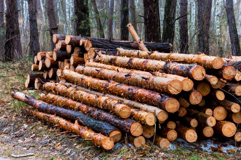 Firewoods in forest stock photo. Image of forest, firewood - 58076140