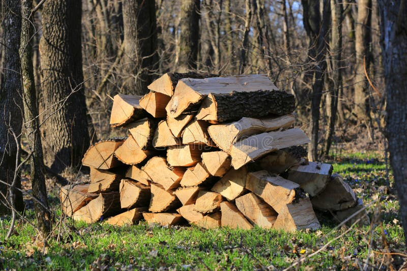 Firewoods in forest stock photo. Image of heap, logging - 38759614