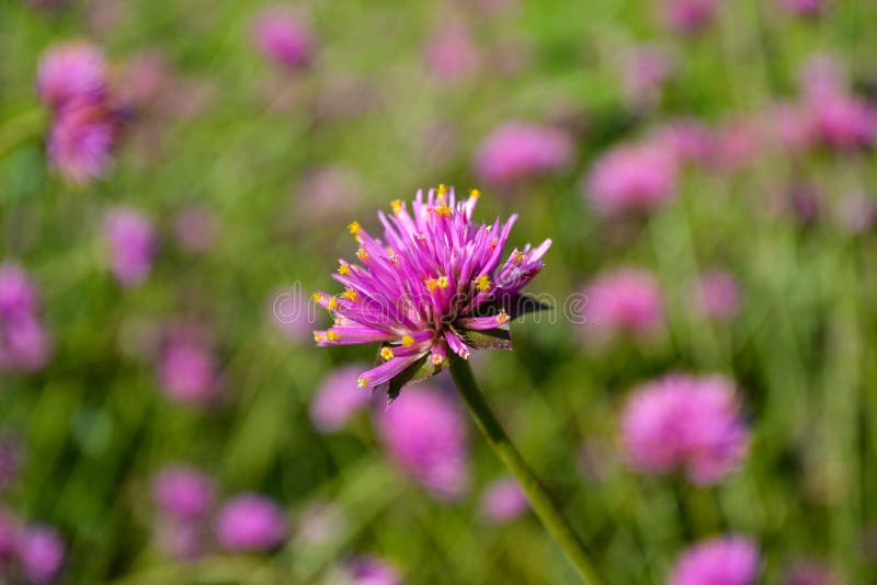 Firework flower stock image. Image of purity, nature - 164796783