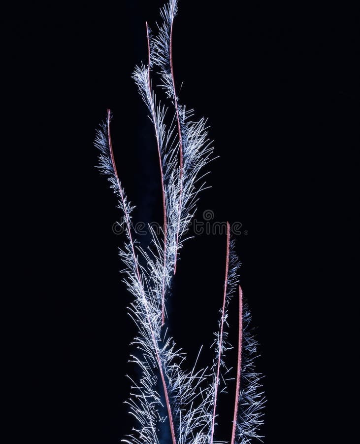 Firework stock photo. Image of showing, trails, firework - 66951468