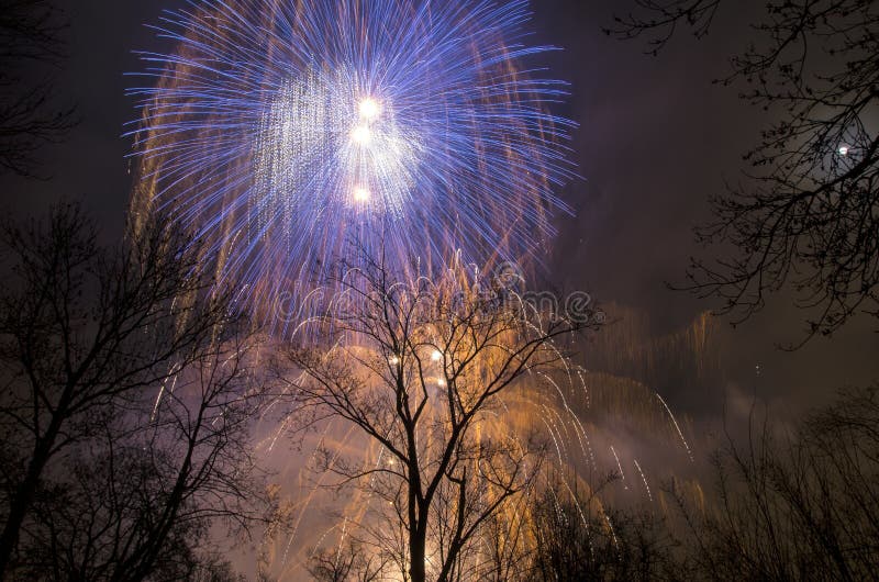 Fireworks in the Sky Above the Trees Stock Image - Image of tree, trees ...
