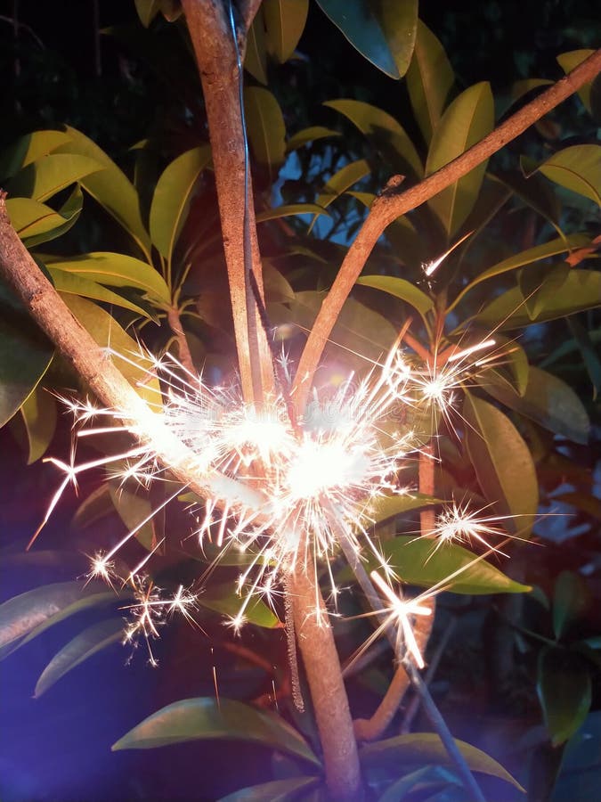 Fireworks and Trees at Night Stock Photo - Image of fireworks, twig ...