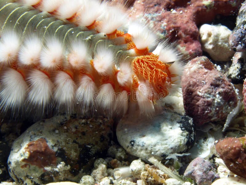 Bearded fireworm stock image. Image of fire, hierro, diving - 33946605