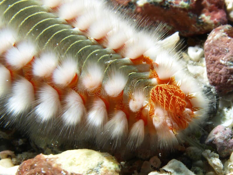 364 Fireworm Stock Photos - Free & Royalty-Free Stock Photos from ...