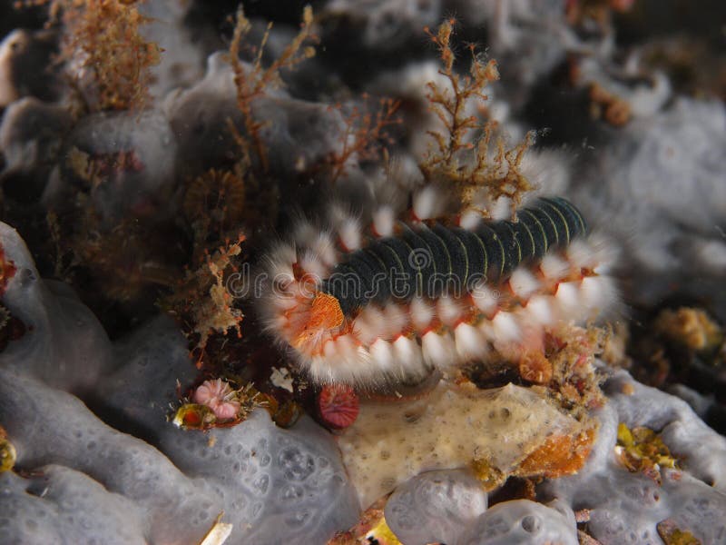 Fireworm Picture. Image: 19597756