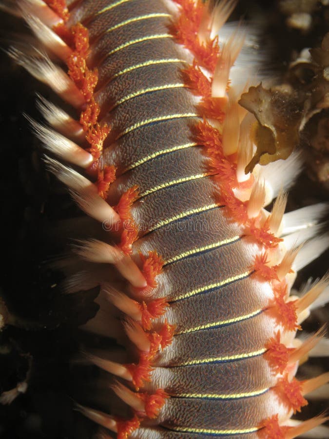 Fireworm stock photo. Image of wildlife, ocean, hermodice - 26779896