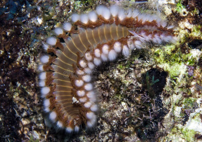 Fireworm stock photo. Image of fireworm, amphinomidae - 31407450