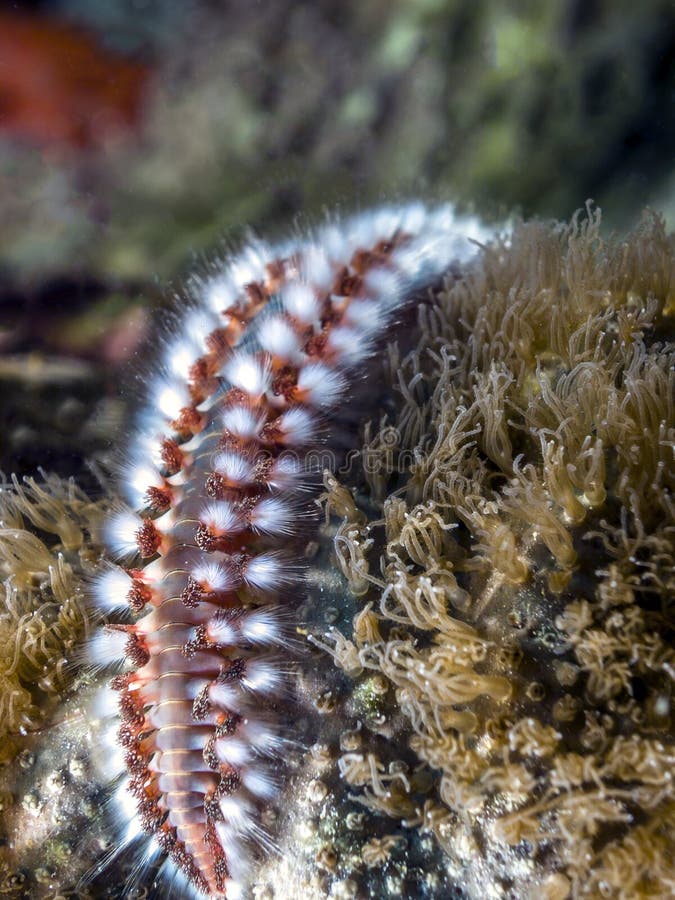 Fireworm stock photo. Image of caribbean, hard, ocean - 59290314