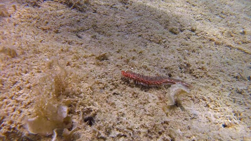Video of Fireworm into the Mediterranean Sea Stock Video - Video of ...