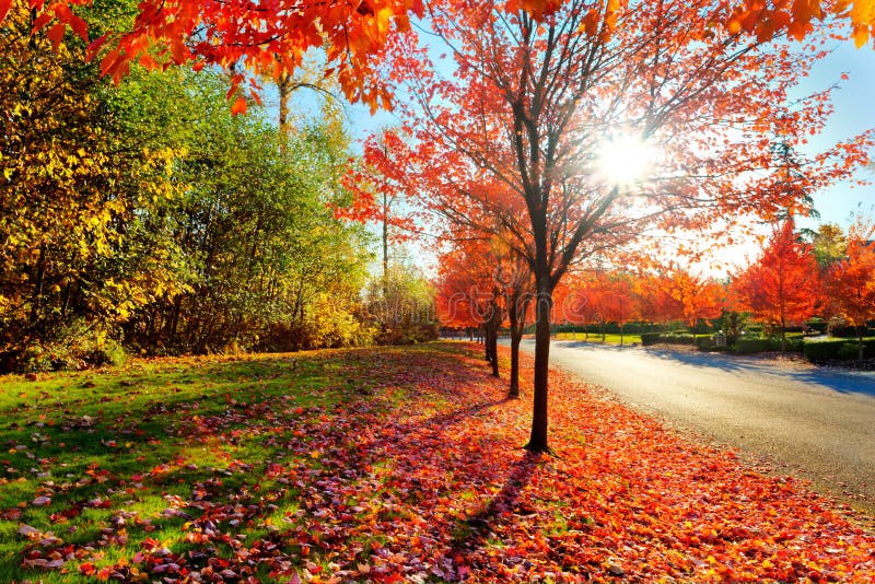 Firey fall colors stock photo. Image of yellow, sunshine - 22028404