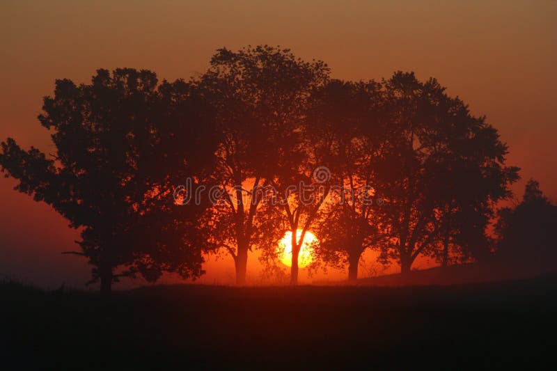 Firey sunrise behind trees stock image. Image of morning - 265430831