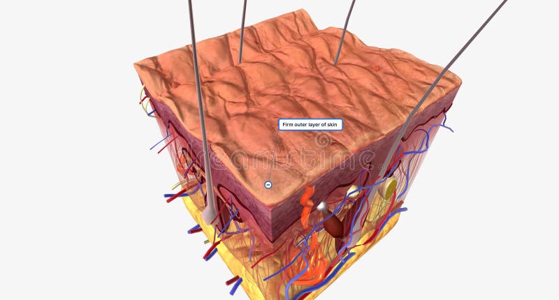 Fragile Skin Stock Illustrations – 224 Fragile Skin Stock Illustrations ...