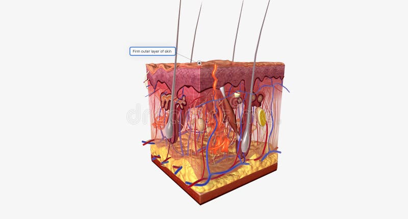 Fragile Skin Stock Illustrations – 224 Fragile Skin Stock Illustrations ...