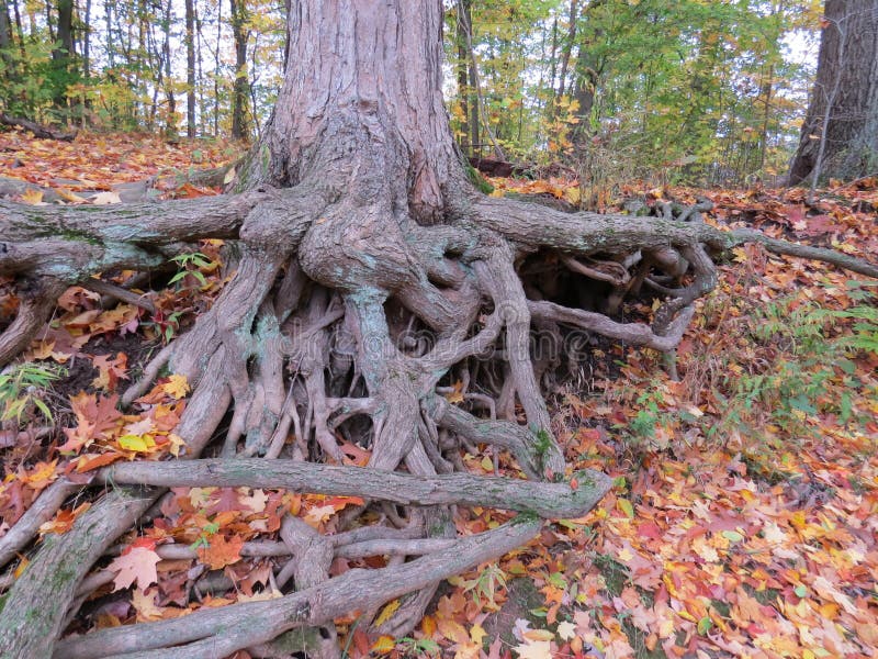 Firmly Rooted stock image. Image of fall, formations - 45925785