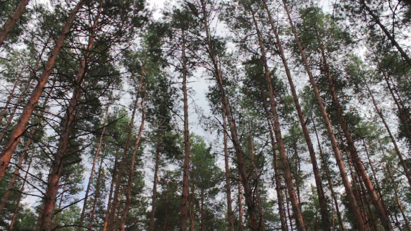 Pine Trees Swaying In Breeze Stock Footage - Video of trees, spiky ...