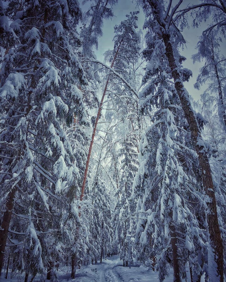 Firs and Pines in the Snow. the Trunks Bend. Winter Forest. Stock Image ...