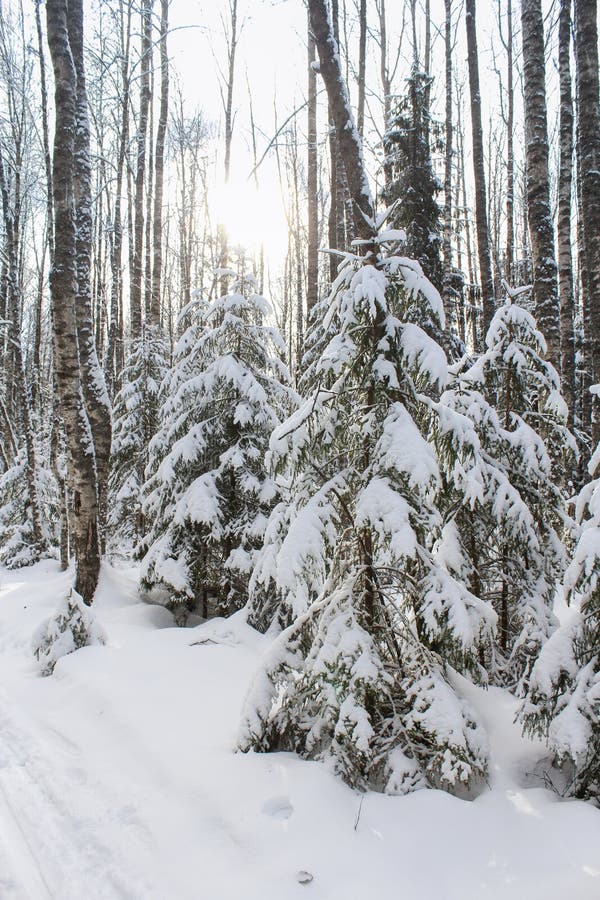 Firs under snow. stock photo. Image of snowfall, tree - 88448724