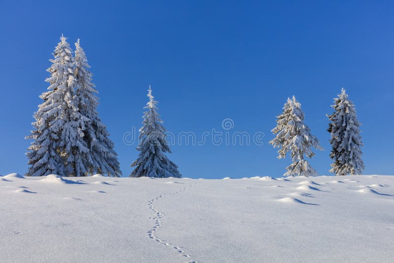 Firs in winter stock image. Image of scenic, mount, blizzard - 136112677