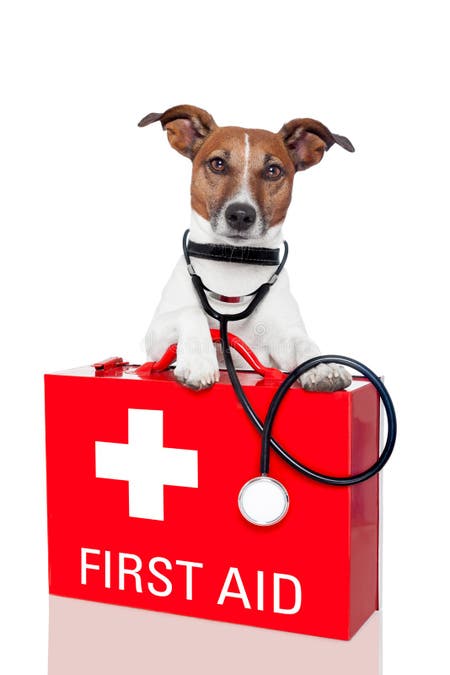 First aid dog stock photo. Image of hospital, case, rescue - 25468938
