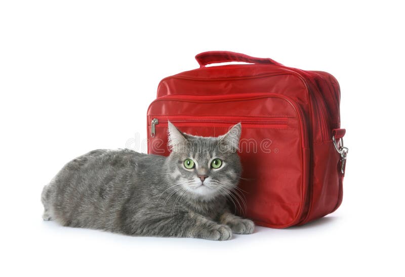 First Aid Kit and Cute Cat on White Background Stock Photo - Image of ...