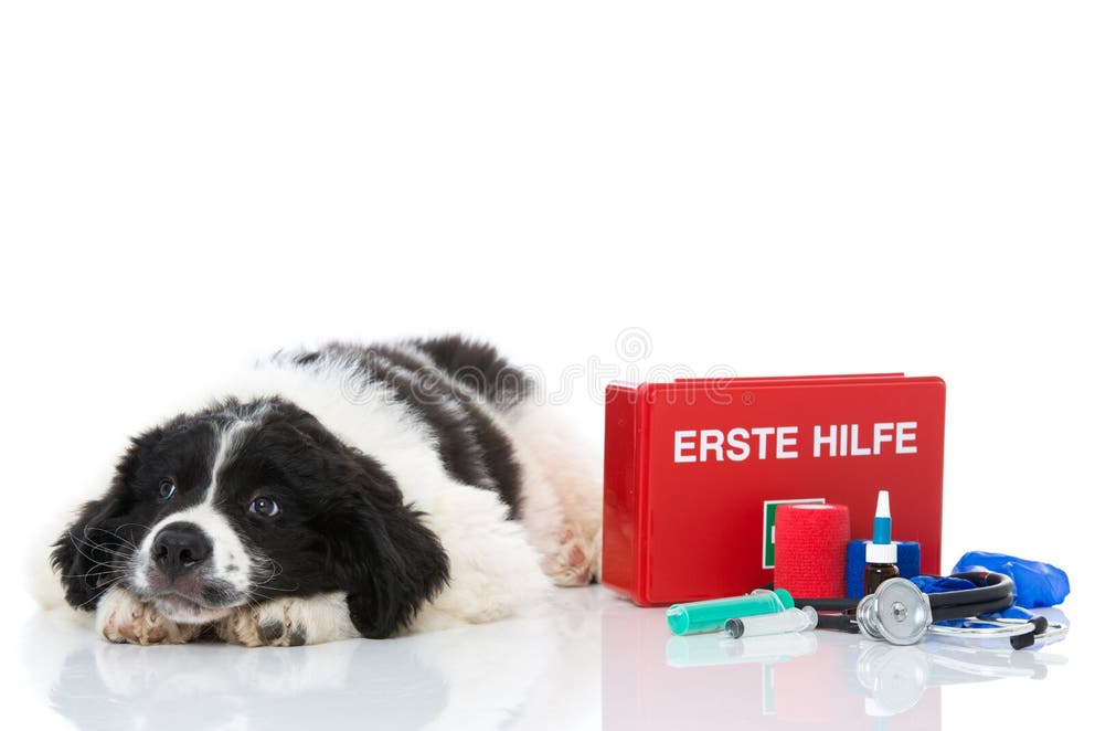 First aid stock photo. Image of newfoundland, giant, medical - 79999842