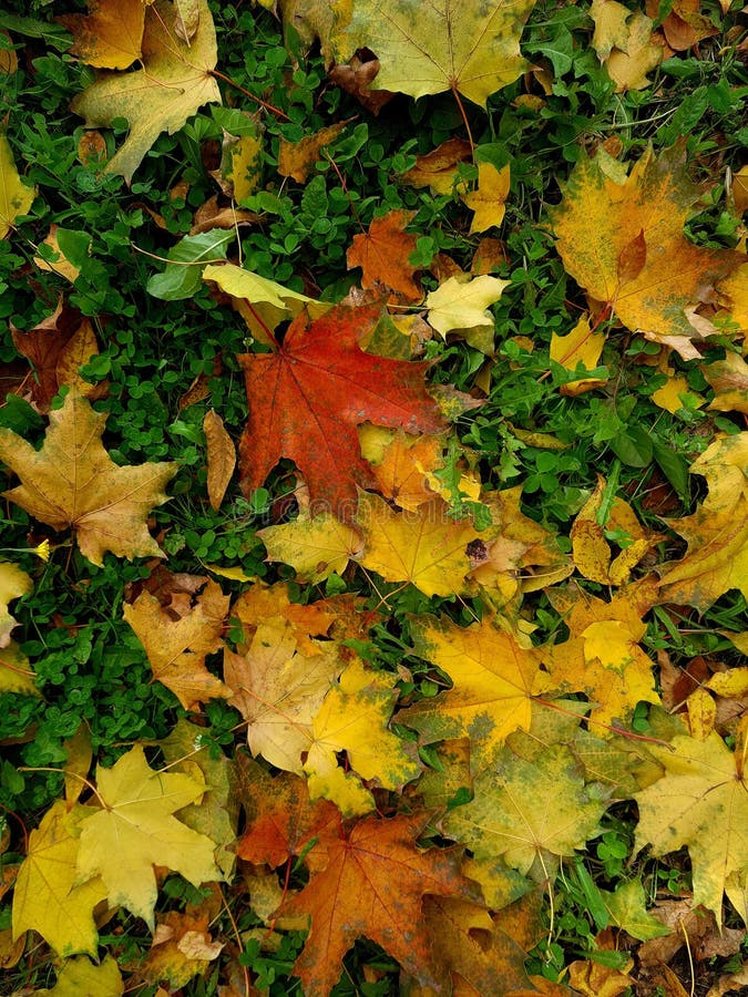 The First Autumn Days of September - Golden Maple Leaves on Green Grass ...