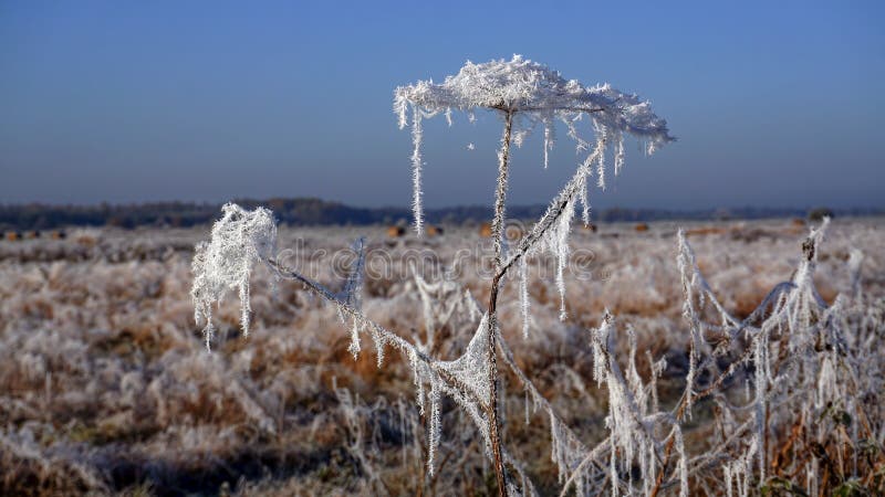 The First Autumn Frost, Frost Adorned the Ground Stock Image - Image of ...