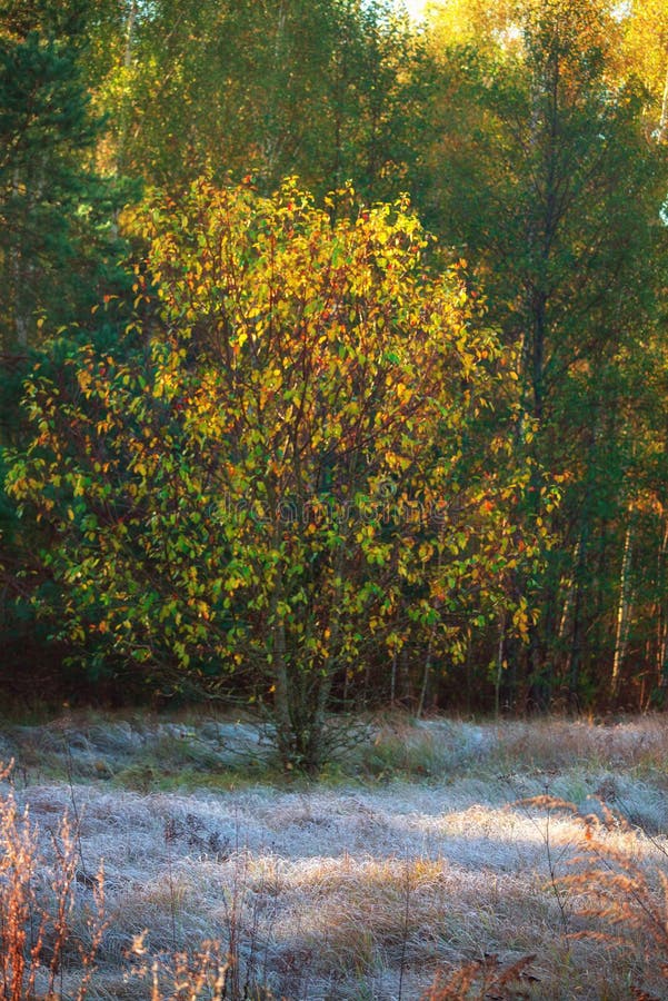 The First Autumn Frosts. Frost on the Grass and Yellow Tree Stock Image ...